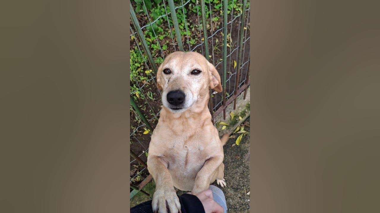 meus cachorros - YouTube