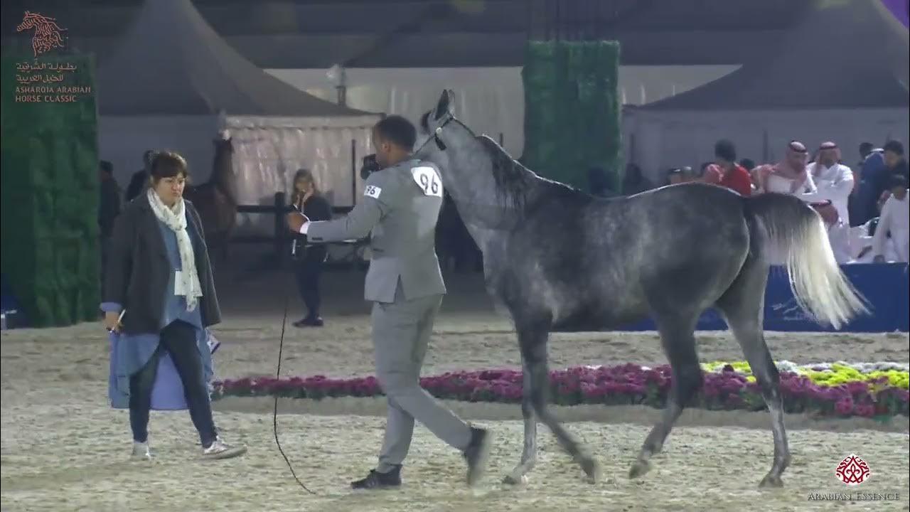 N96 NAWASI - Asharqia Arabian Horse Classic 2020 - Fillies 2 Years Old ...
