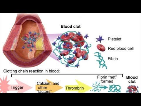 Why the blood does not clot inside the body | Physical & chemical ...