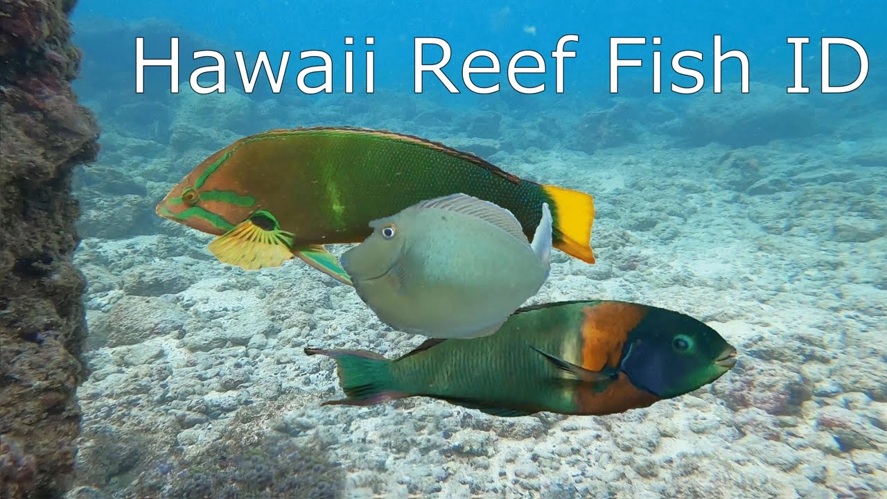 Hawaii Reef Fish ID - Poipu Beach, Kauai - YouTube