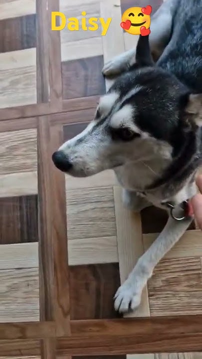 Daisy 🥰#shorts #shortvideo #youtubeshorts #daisy #husky #trending - YouTube