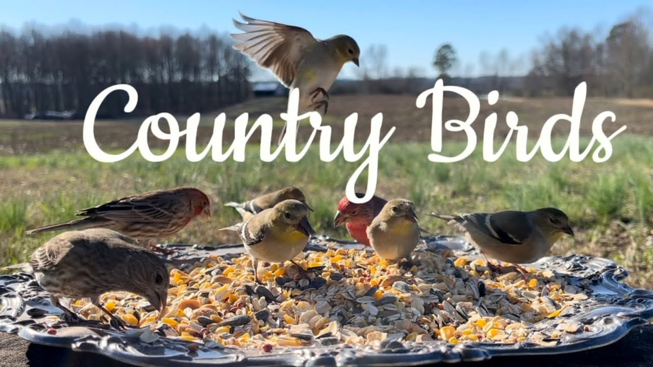 Backyard Birdwatching, Super Relaxing and Calm. Close up with song ...