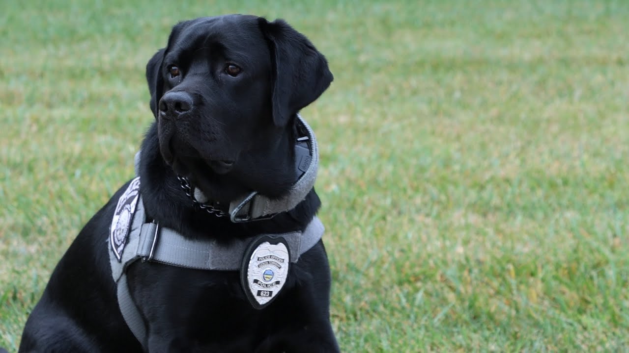 New WCHS Service Dog Maverick Earns His Wings - YouTube