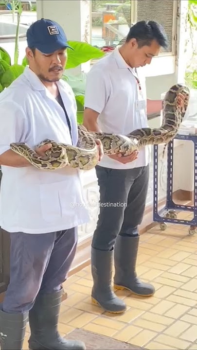 🐍 All Python No Codes #snake#python#thailand#travel#show#reels#shorts# ...