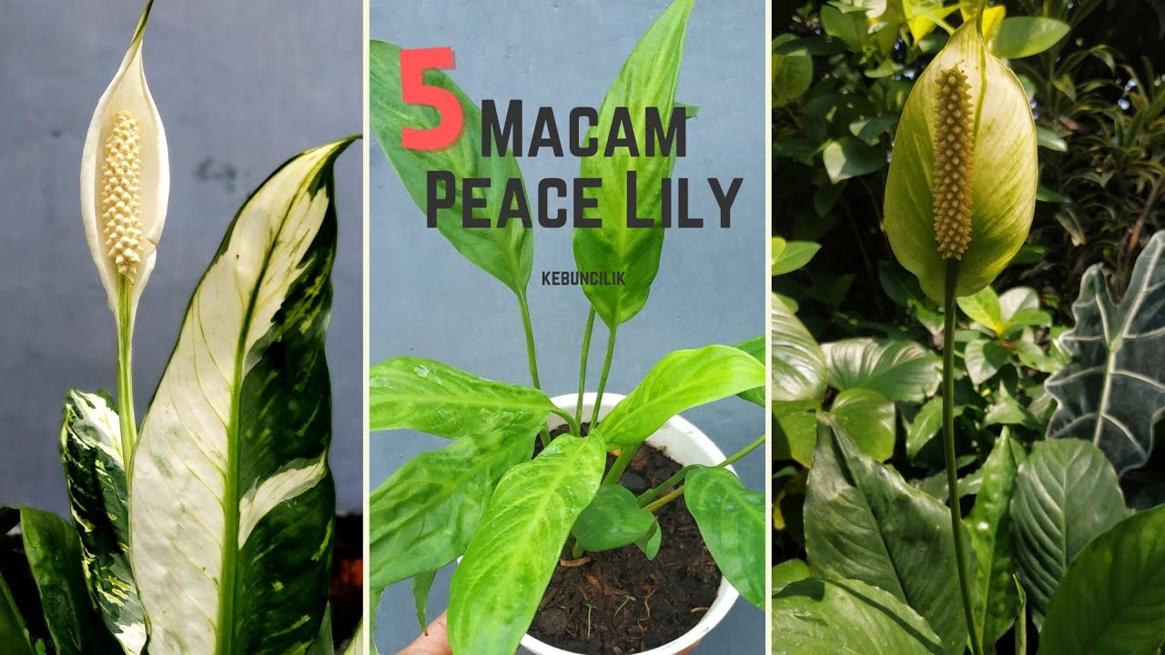 5 Macam Peace Lily Yang Mudah Didapat dan Mudah Perawatan #koleksi ...