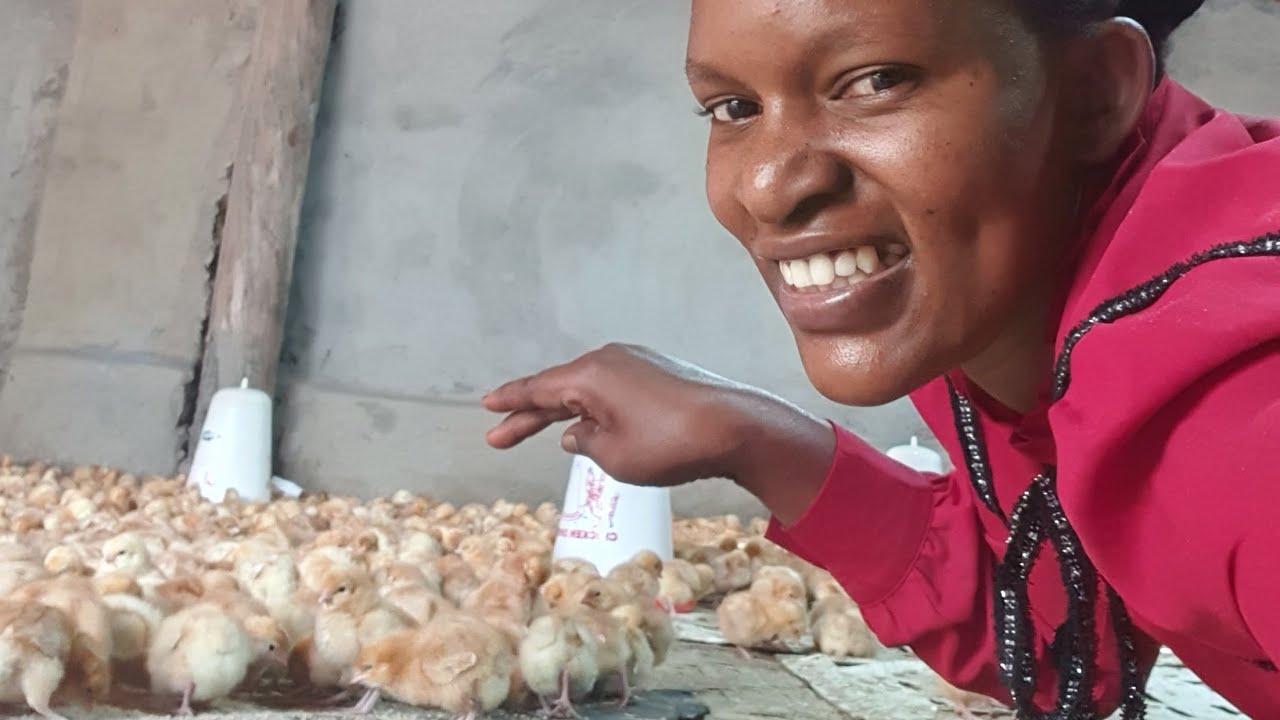 How you can raise your baby chicks/ prevent suffocation & disease 🤔 ...