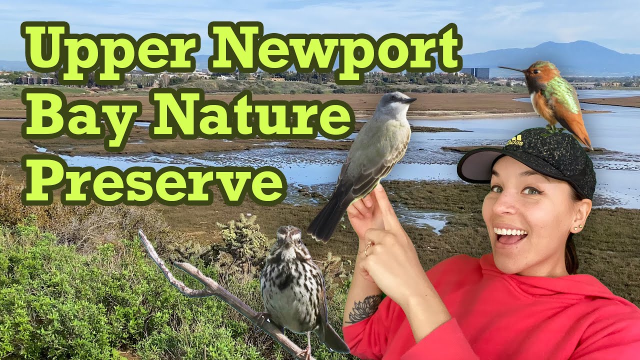 Let's go birding! | Hiking at Upper Newport Bay Nature Preserve - YouTube