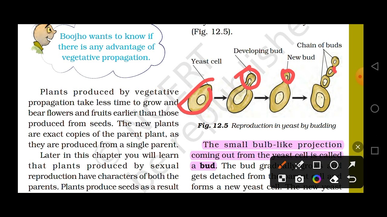 Reproduction in Plants | class 7th science NCERT | Chapter 12 full ...