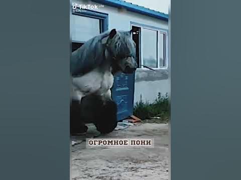 #огромное пони# большой конь. - YouTube