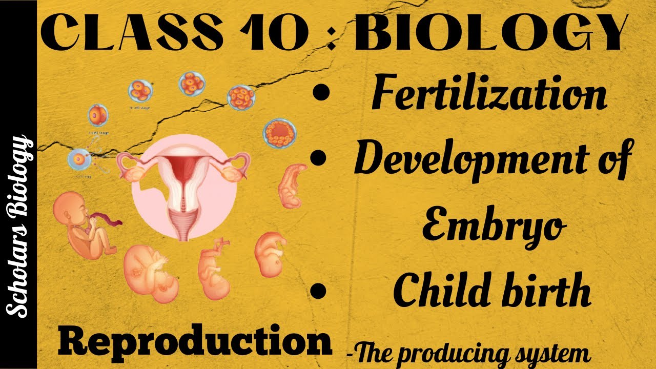 Class 10 Biology-Reproduction-Sexual Reproduction-Fertilization ...