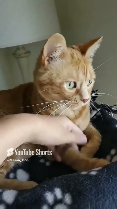 ouch! #cat #cute #kitty #fyp #viral #share #like #subscribe - YouTube