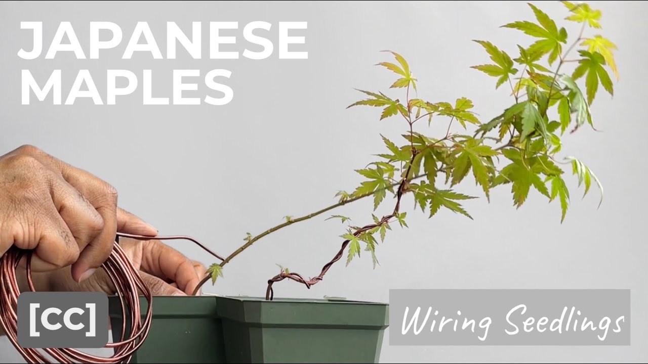 Wiring Japanese Maple Seedlings, Acer Palmatum, May2023 - YouTube