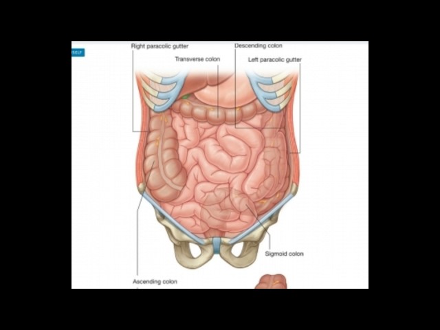 Paracolic Gutter And The Hepatic Flexure