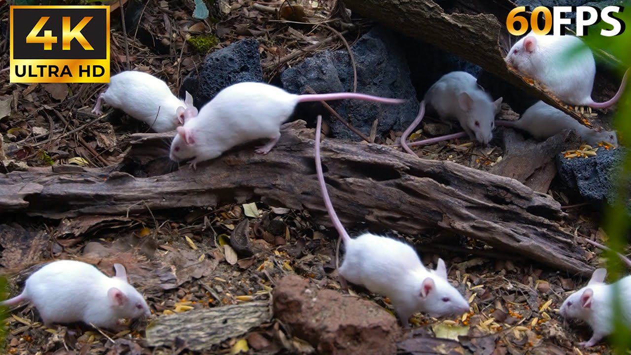 Discovering Mice in Scenic Landscapes 🌳🌟 | Captivating 4K UHD - YouTube
