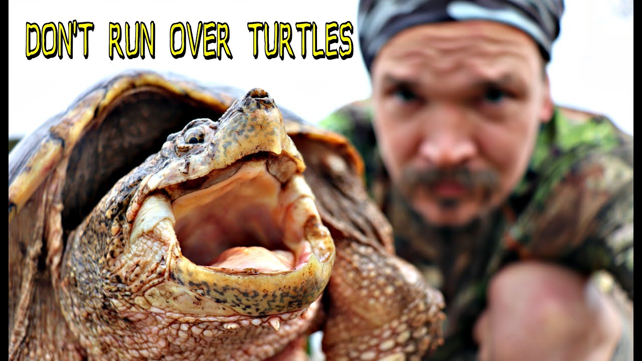 DON'T RUN OVER TURTLES - YouTube