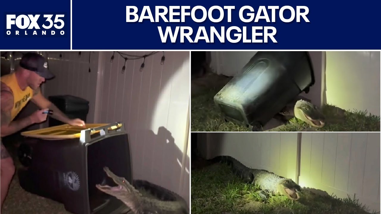 Florida alligator trapper catches large gator using a trash can - YouTube