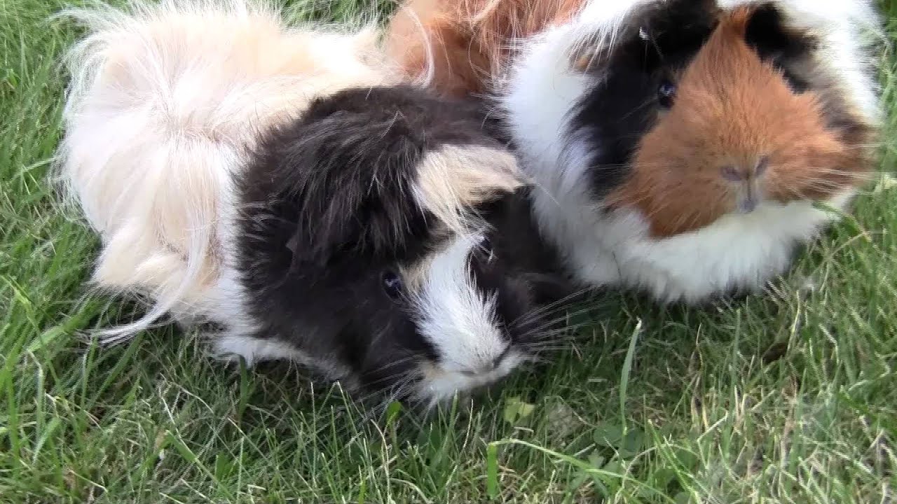 Cute Guinea Pigs / Söta marsvin - YouTube