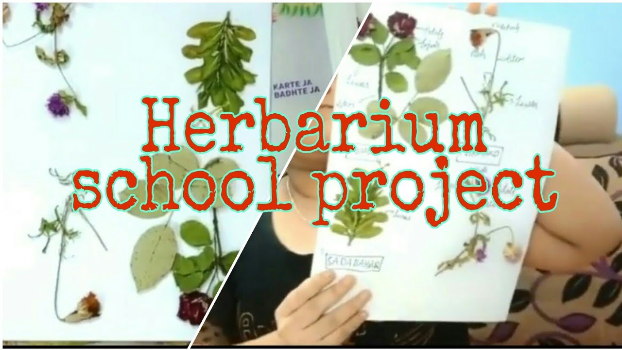 How to make 3d Herbarium/how to make herbarium in easy way #3dherbarium ...