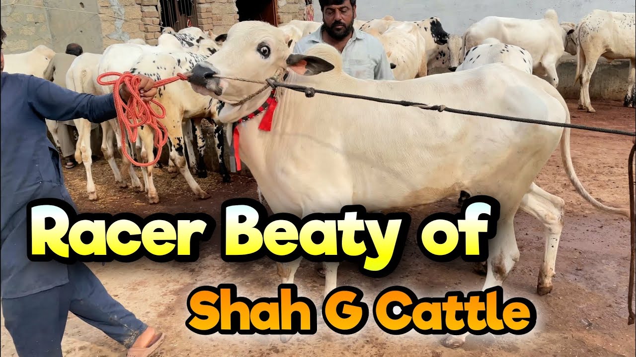 Outclass Racer Beauty | Shah Jee Cattle Farm | Livestock | Dhani Bulls ...