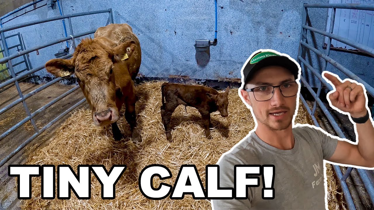 Calving Started Early! | JM Farming | The Content Farm