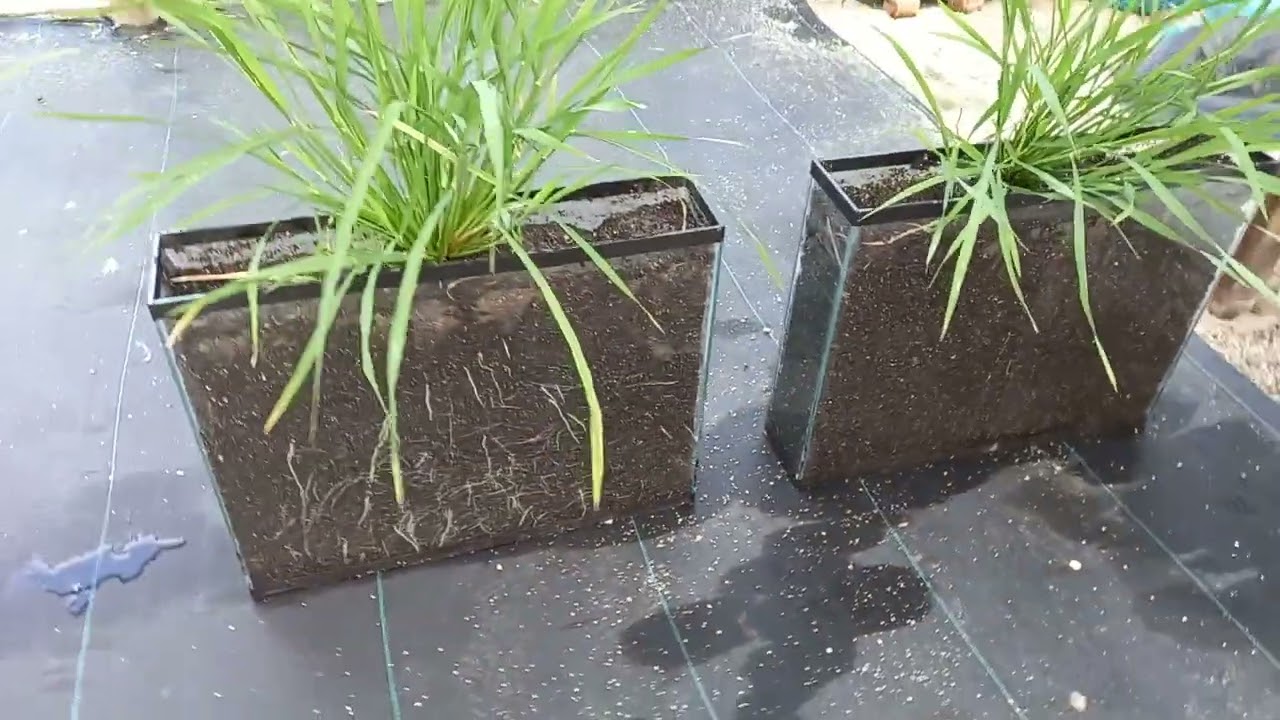 Uso de rizotrons para avaliação de sistema radicular de plantas - YouTube
