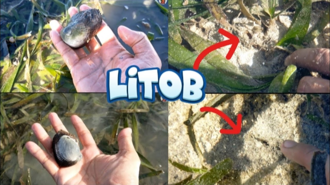 Mang litob nasad ta mga brad|moalboal cebu - YouTube