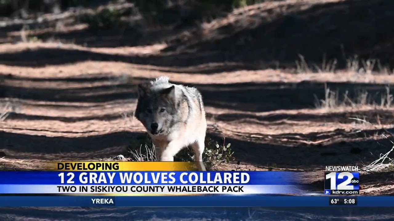 12 gray wolves collared, captured in Northern California - YouTube