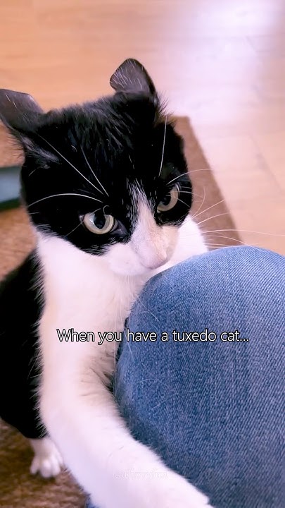 Funny tuxedo cat#catlover #tuxedocat ##cathumor #catvideos - YouTube
