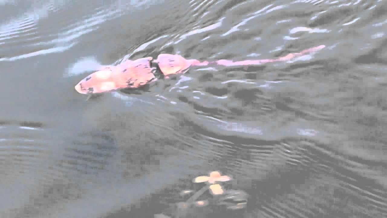 RATTLING RAT SWIMBAIT - YouTube