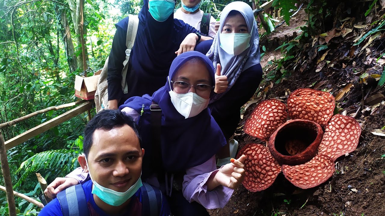 Rafflesia Arnoldi jenis Gadutensis (Rafflesia Gadutensis Blossom In ...