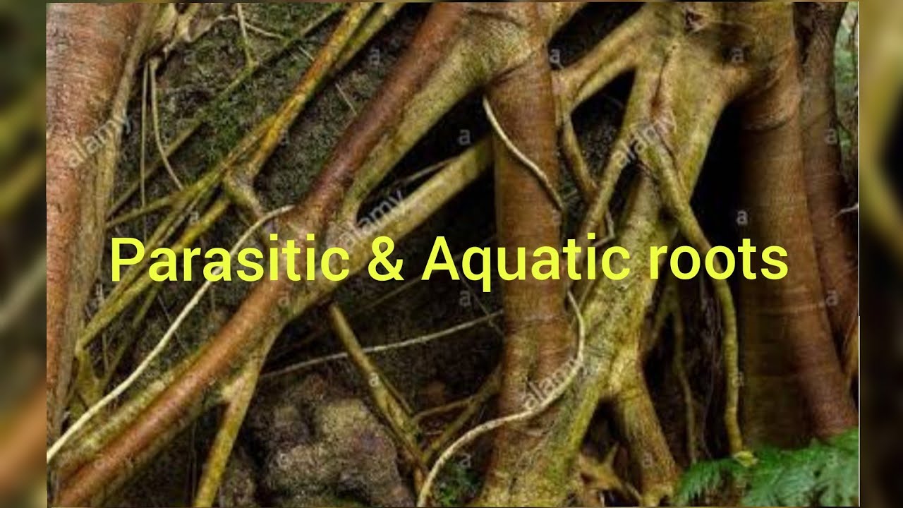 Parasitic roots and aquatic roots - YouTube