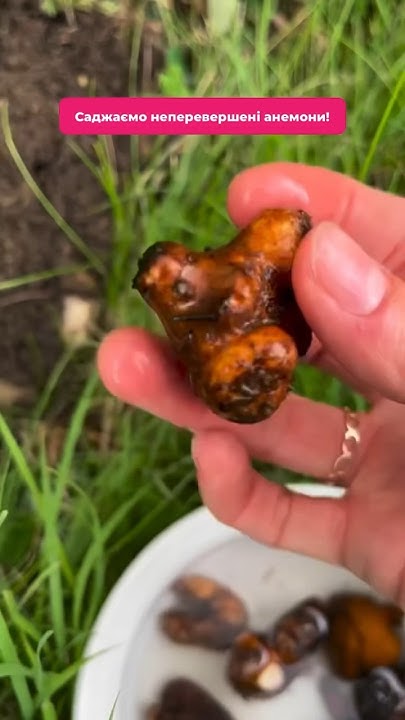 Ми просто в захваті від цих квітів! А ви?😍 #флоріум #флориум #анемони # ...