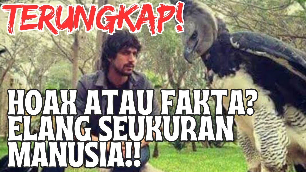 HOAX ATAU FAKTA? ELANG SEBESAR MANUSIA?!#happynature - YouTube