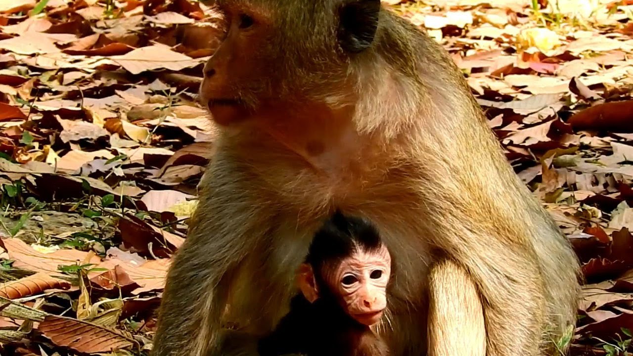 Mum Elsa with newborn baby monkey Ellen they both good healthy, So ...