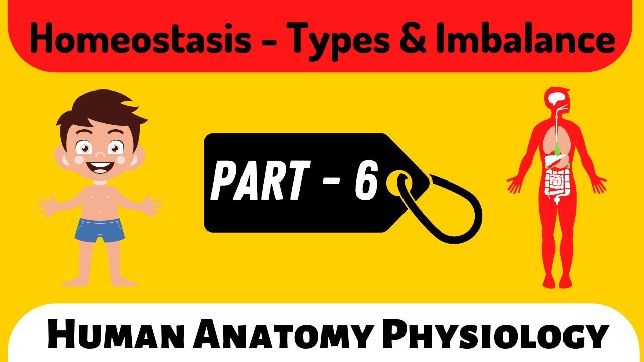 Homeostasis - Types & Imbalance | Part - 6 | Human Anatomy Physiology ...