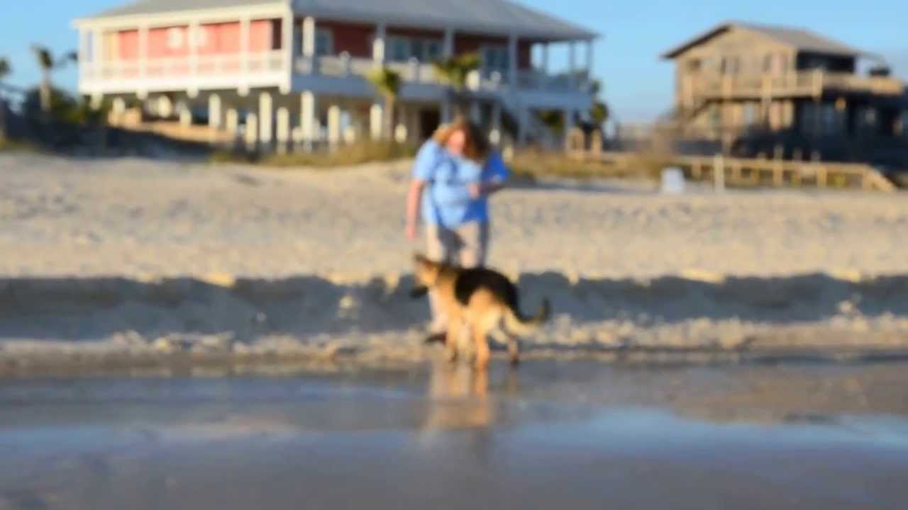 St George Island Dog Playing - YouTube