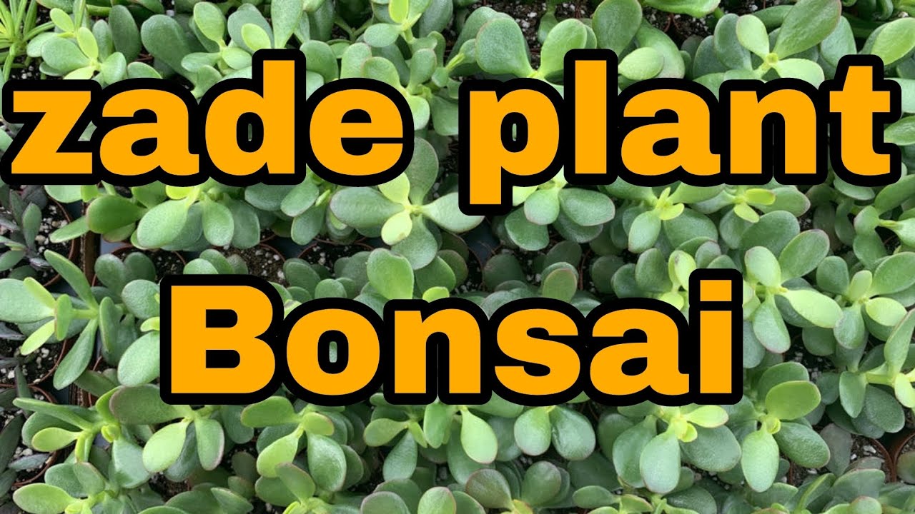 ऐसे करें zade plant की बोनसाई। - YouTube