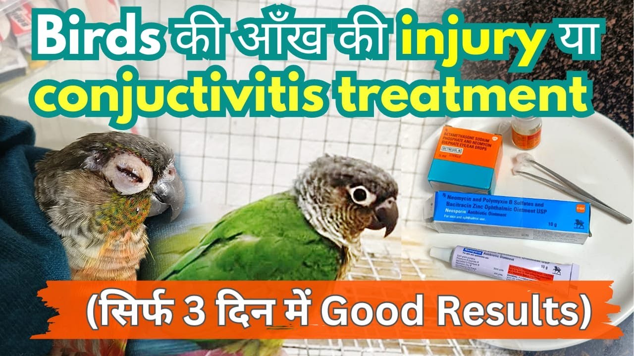 birds eye infection treatment|Conjunctivitis |Parrots eye infection ...
