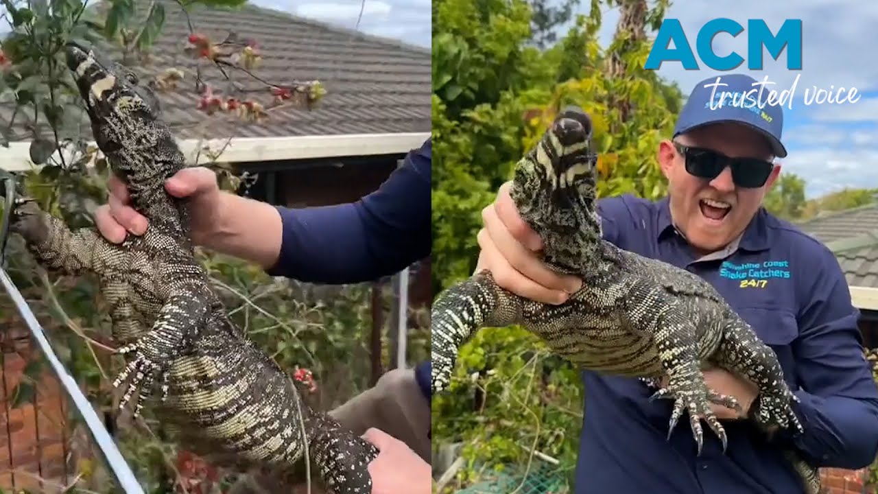 'Gobsmacking' giant goanna's sneaky lunch heist foiled - YouTube