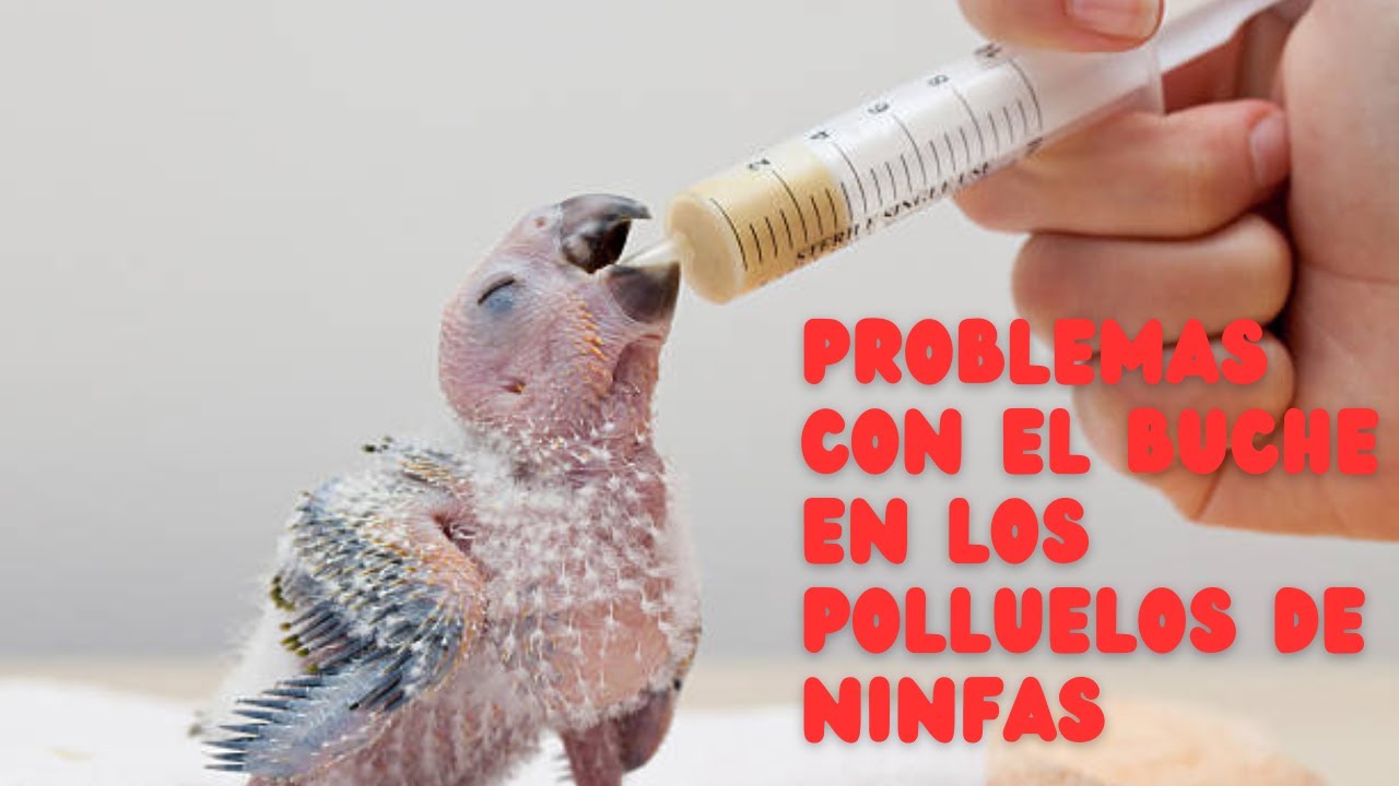 🐣👉 Problemas con el buche en los polluelos de Ninfas o Carolinas. - YouTube