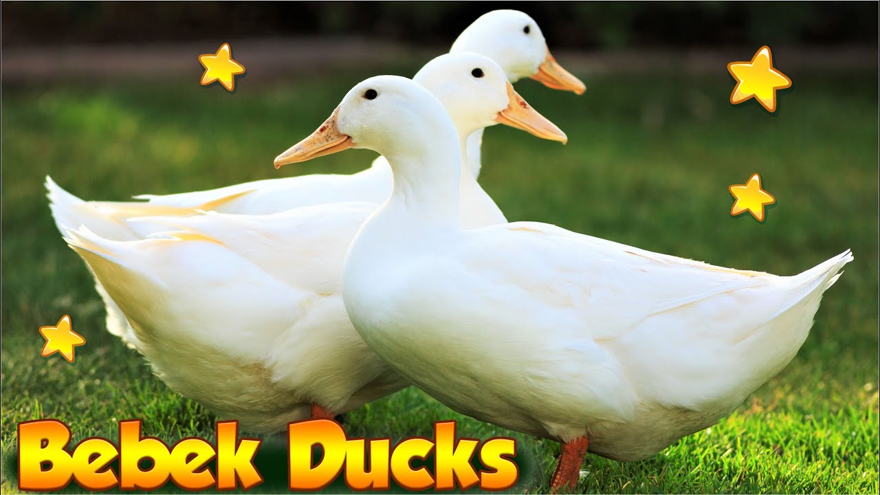 Bebek Angsa Joget , Bebek Angsa Jelek , Bebek Entok Jumbo Asli , Bebek ...