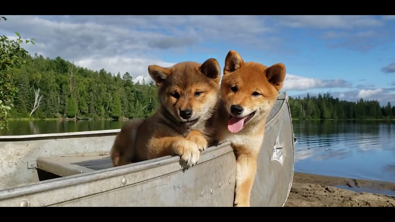 Shiba pups relaxing in a canoe.. jump! - YouTube