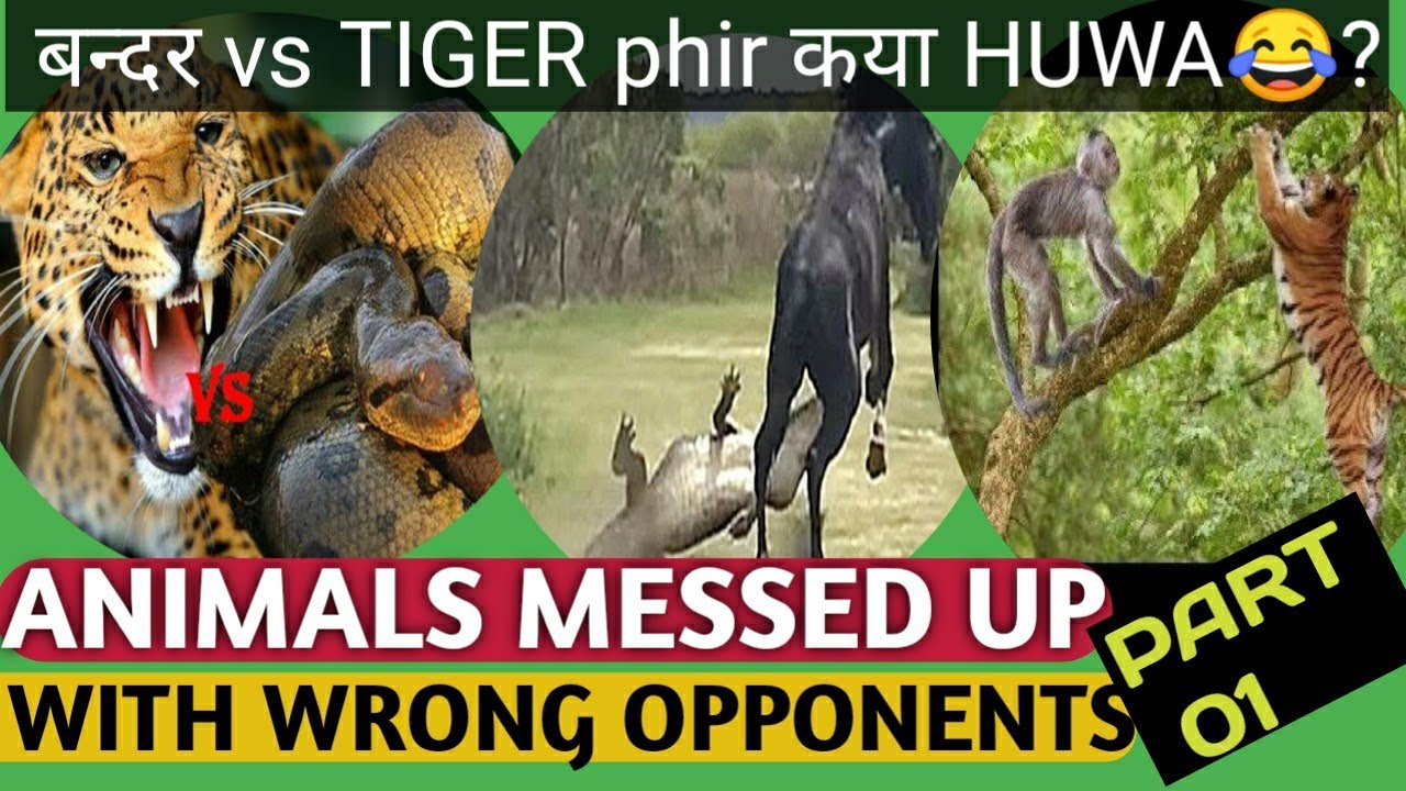ANIMALS MESSED UP WITH WRONG OPPONENTS PART01. - YouTube
