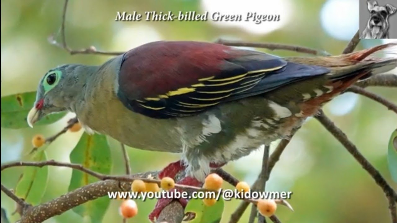 Thick Billed Green Pigeon
