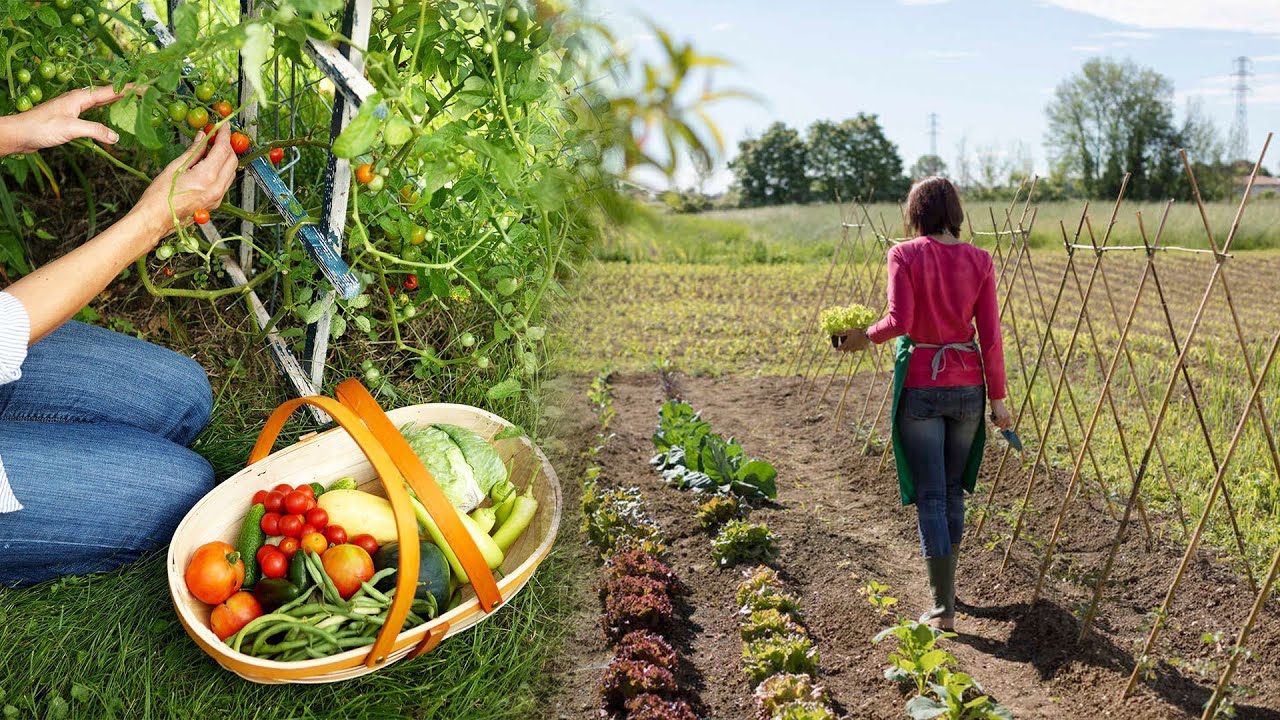 How to harvest vegetable garden, gardening, garden harvest - YouTube