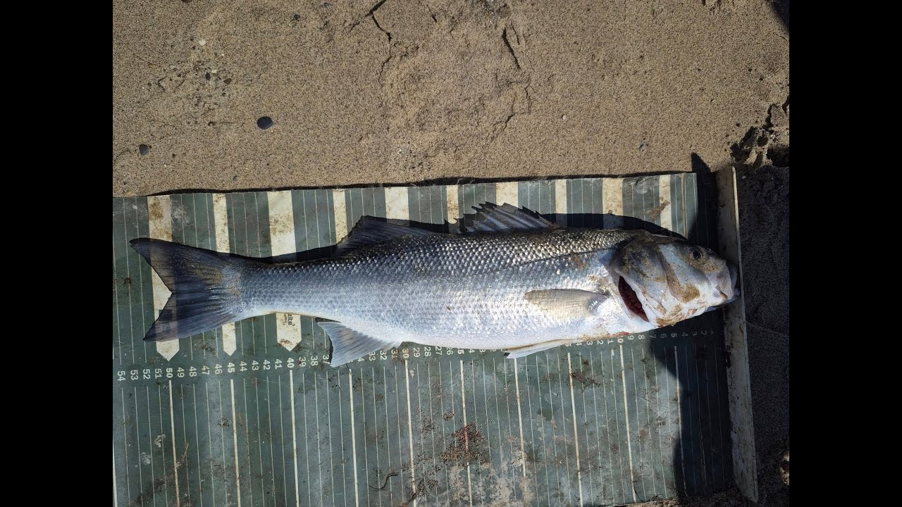 SESSION AT MAPPLETON....FISH ALL ROUND... - YouTube