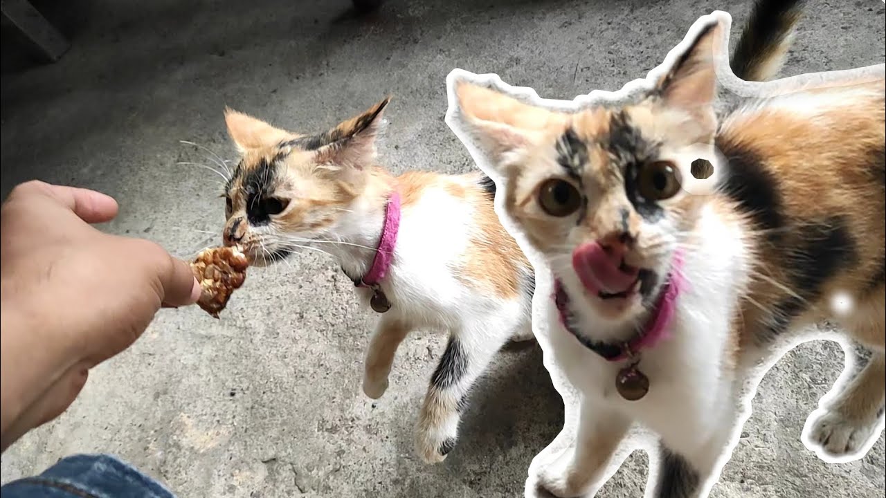 kucing kembang telon makan tempe goreng || cat part 3 || animal pets ...