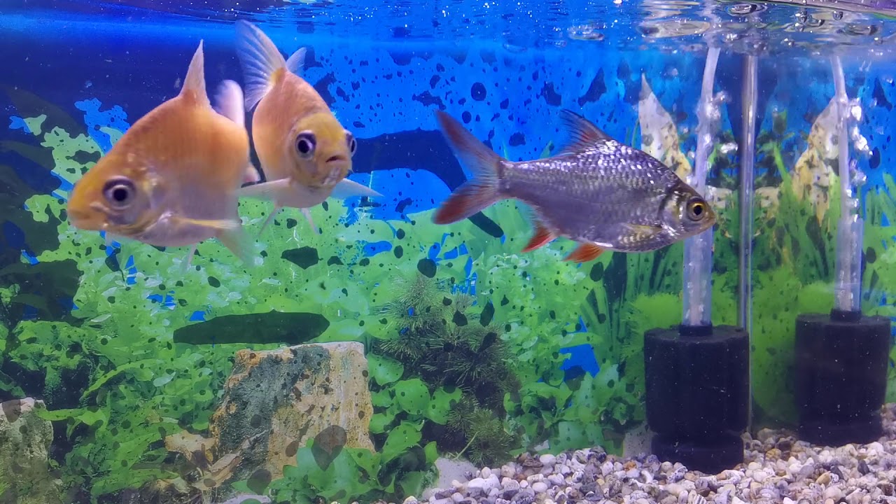 Tin Foil Barb : Red Tail And Albino - YouTube