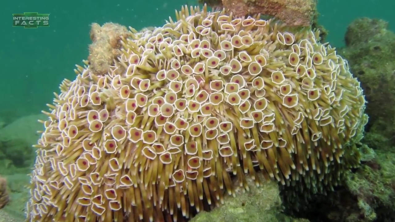 WORLD S DANGEROUS OCEAN CREATURES YouTube world-s-dangerous-ocean-creatures-youtube