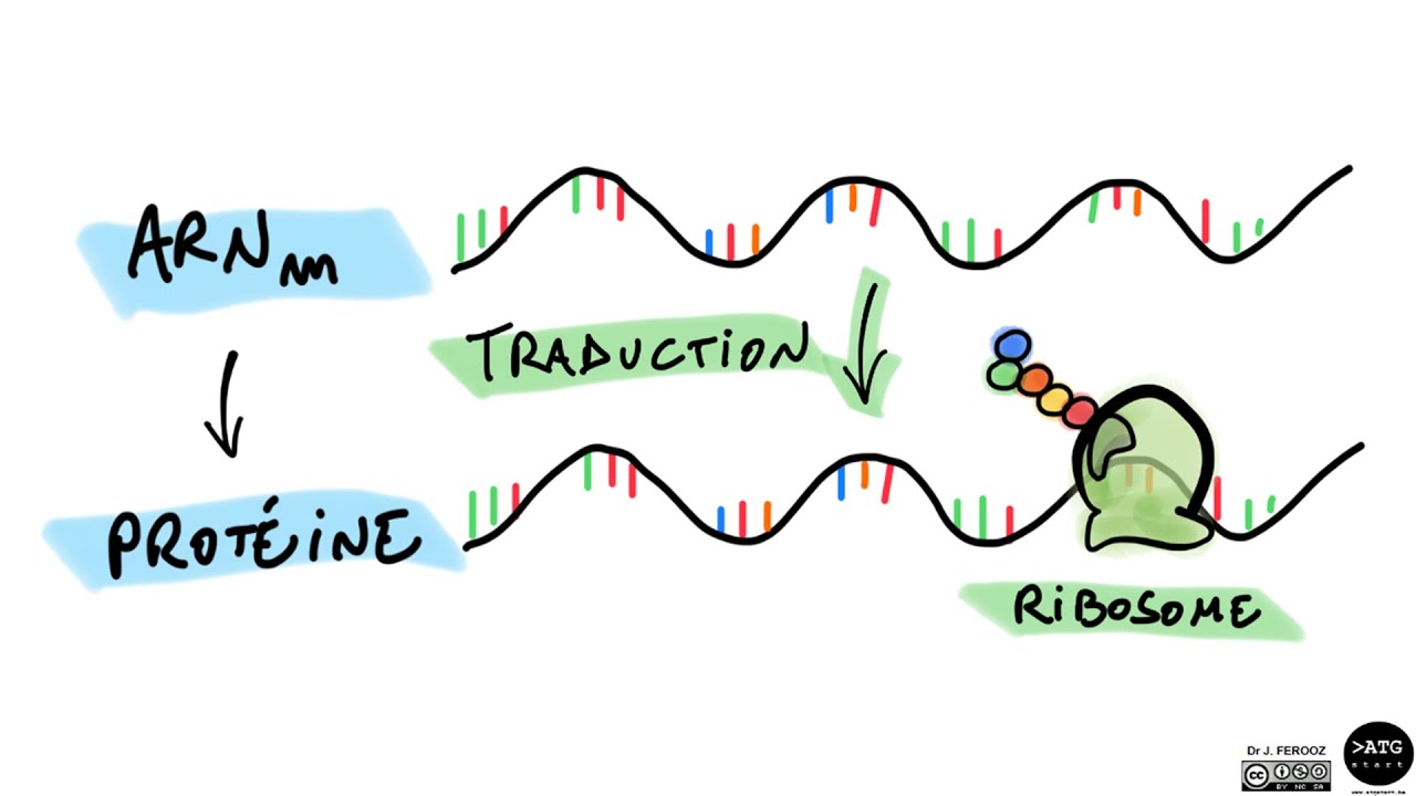 La traduction de l'ARN 🧬 - YouTube
